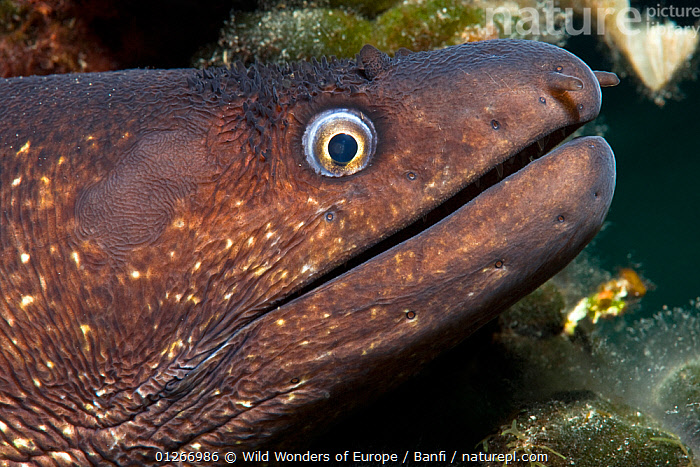 Stock photo of Moray eel (Muraena helena) looking out from a hole in ...