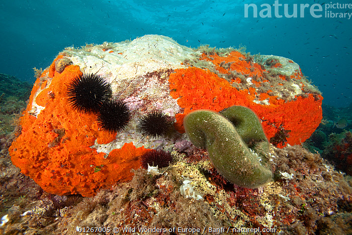 Stock photo of Rock covered with Encrusting sponge (Spirastrella ...