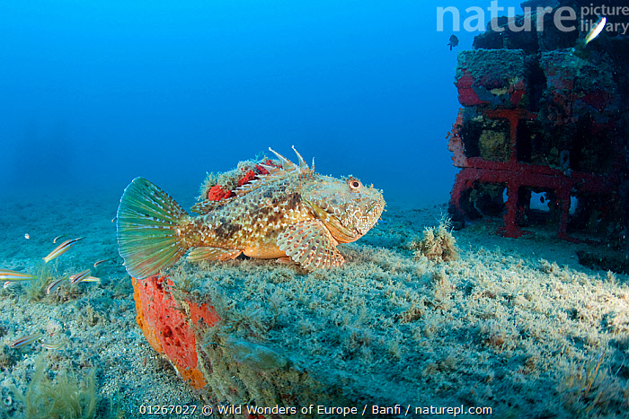 Stock photo of Red scorpionfish (Scorpaena scrofa) lying on the ...