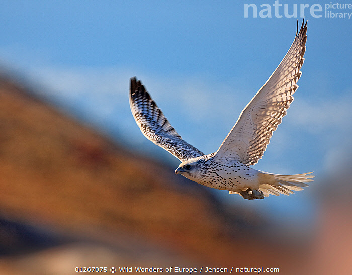 Gyrfalcon In Flight Gyrfalcon (Falco Rusticolus) In Flight, From