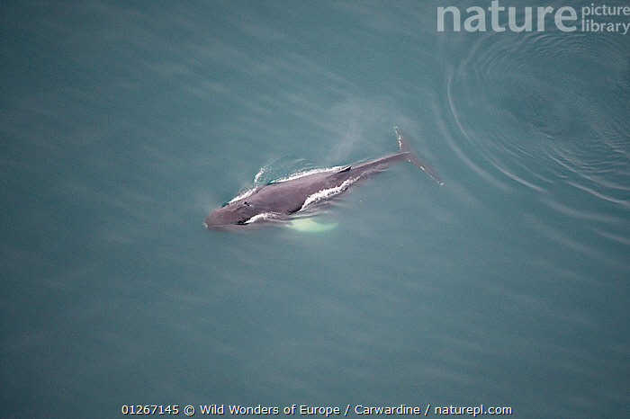 Stock photo of Aerial view of Humpback whale (Megaptera novaeangliae ...