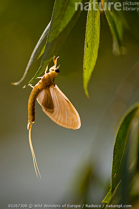 Stock photo of Tisza mayfly (Palingenia longicauda) hanging from a leaf ...