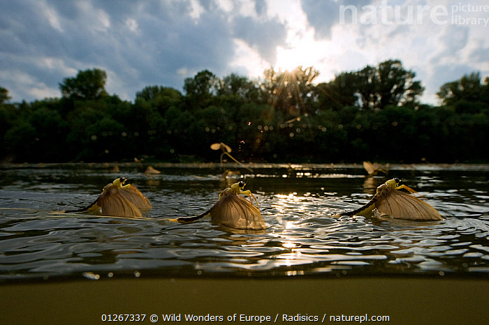 Stock photo of Three Tisza mayflies (Palingenia longicauda) taking off ...