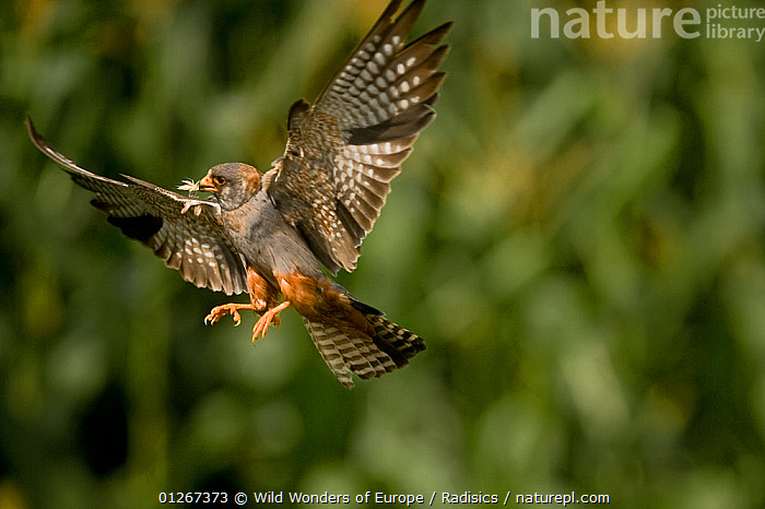 Stock photo of Red footed falcon (Falco vespertinus) in flight carrying ...