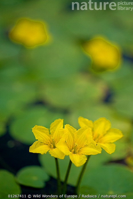 Stock photo of Three Fringed water lily / Yellow floating heart ...