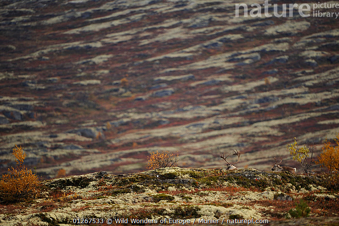 Stock photo of Reindeer (Rangifer tarandus) wild herd on tundra ...