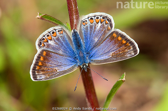 Stock photo of Common Blue (Polyommatus icarus) Female Blue form with ...