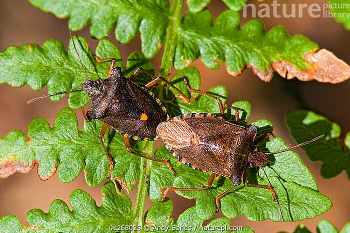 Stock photo of Forest shield bugs (Pentatoma rufipes) Pair mating on ...