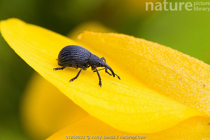 Stock photo of Flower Weevil (Apion atratulum) on gorse flower, Captive ...
