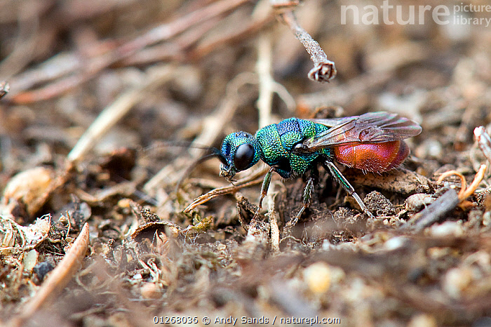 Stock photo of Ruby tailed jewel / Cuckoo wasp (Hedychridium roseum ...