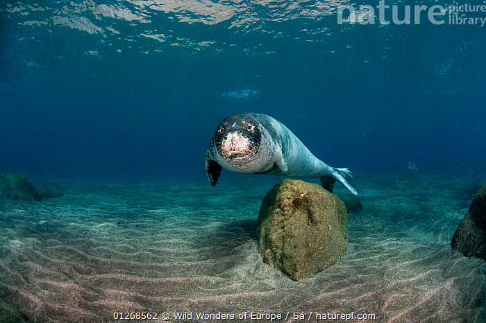 Stock photo of Mediterranean Monk seal (Monachus monachus) Deserta Grande, Desertas…. Available ...