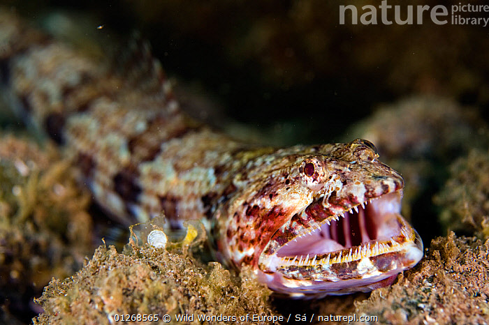 Stock photo of Diamond lizardfish (Synodus synodus) with mouth open showing teeth…. Available ...