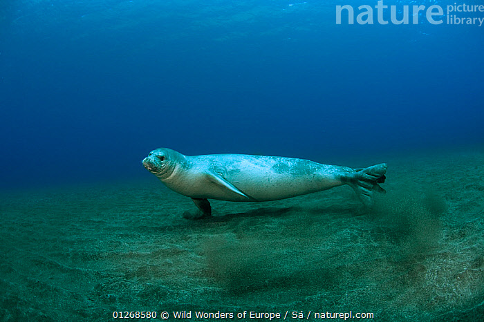Stock photo of Mediterranean Monk Seal (Monachus monachus) juvenile ...