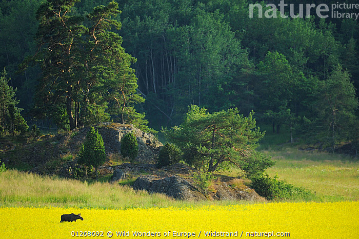 Stock photo of Female European moose (Alces alces) in flowering field ...