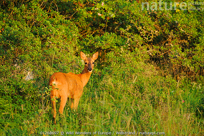 Stock photo of Roe deer (Capreolus capreolus) doe, Morko, Sormland ...