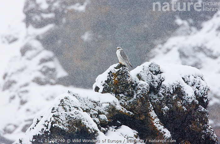 Stock photo of Female Gyrfalcon (Falco rusticolus) in snow, Myvatn ...