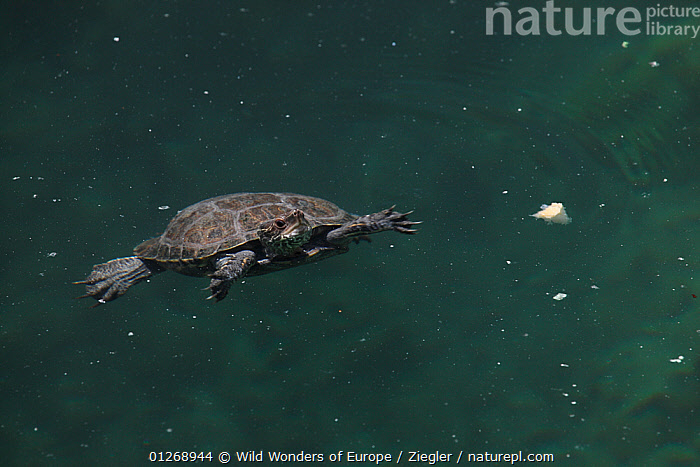 Stock photo of Balkan terrapin (Mauremys rivulata) at water surface ...