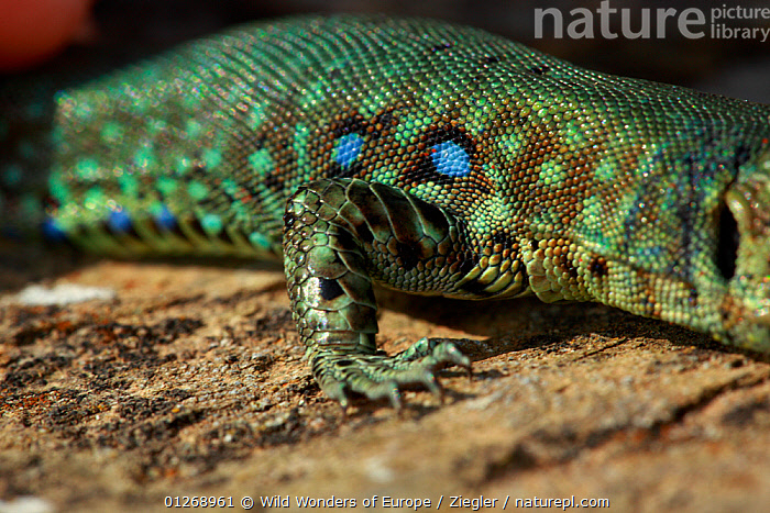Stock photo of Peloponnese wall lizard (Podarcis peloponnesiacus) close ...