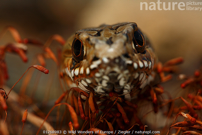 Stock photo of Balkan whip snake (Coluber / Hierophis gemonensis) The ...