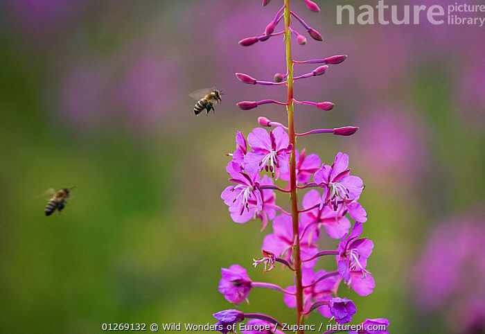 Stock photo of Fireweed (Chamerion angustifolium angustifolium) with ...