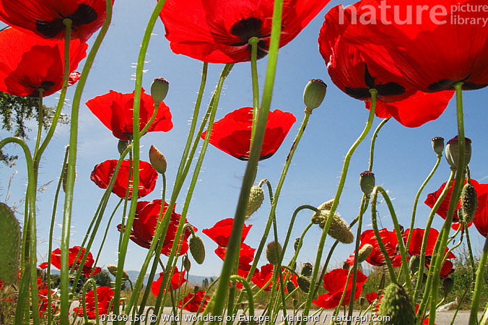 Stock photo of Mediterranean poppies (Papaver apulum) growing along ...