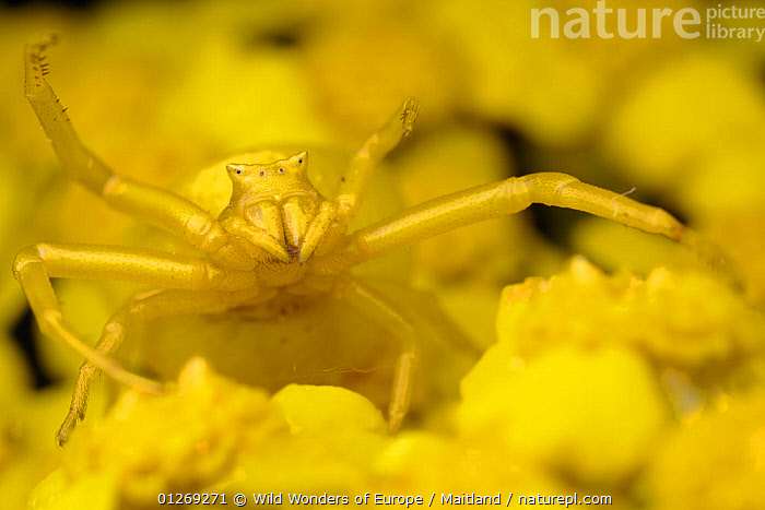 Stock photo of Crab spider (Thomisus onustus) yellow form on yellow ...