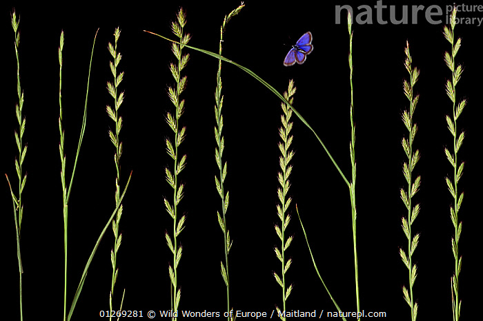 Stock photo of Italian rye grass (Lolium multiflorum) and Silver ...