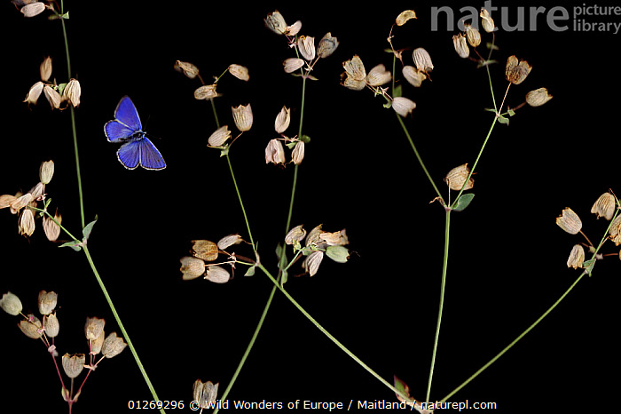Stock photo of Bladder campion (Silene vulgaris) with seed heads, and ...