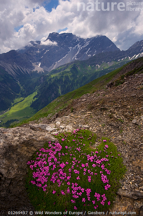 Stock photo of Moss campion (Silene acaulis) growing in alpine habitat ...