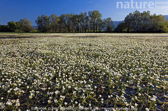 Stock photo of Flowering Thread-leaved water-crowfoot (Ranunculus ...