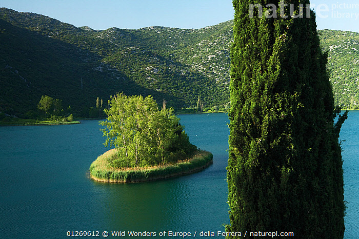 Stock photo of Mediterranean cypress (Cupressus sempervirens) on the ...