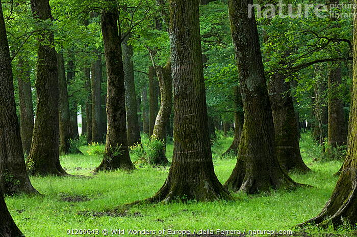 Stock photo of Slavonian / Common oak (Quercus robur) and Ash (Fraxinus ...