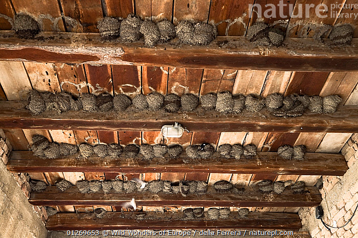Stock photo of Nesting colony of House martins (Delichion urbicum) in a ...