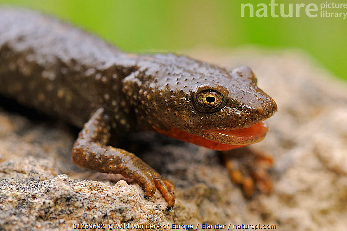 Stock photo of Pyrenean brook salamander (Euproctus / Calotriton asper ...