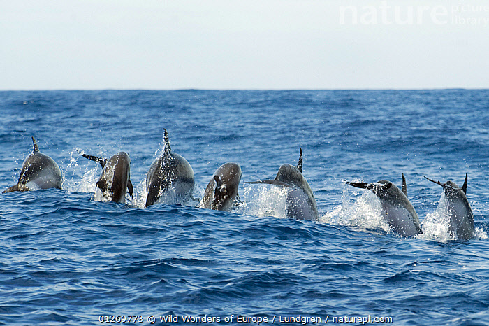 Stock photo of Rear view of Atlantic spotted dolphins (Stenella ...