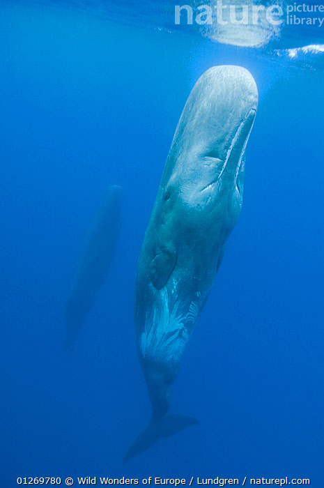Stock photo of Sperm whale (Physeter macrocephalus) resting in water ...