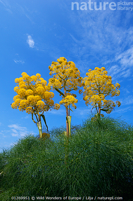 Stock photo of Giant fennel (Ferula communis) plants in flower, Kaplica ...