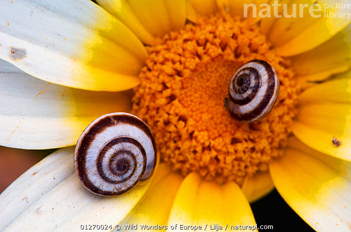 Stock photo of Snail shells on Crown daisy (Glebionis coronarium ...
