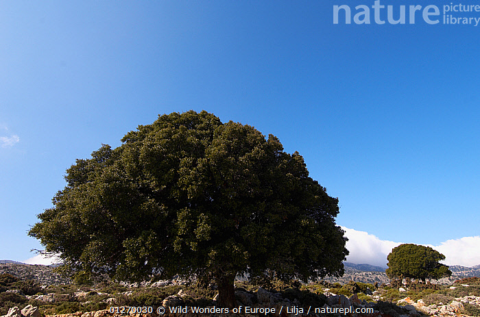 Stock photo of Kermes oak (Quercus coccifera) Kritsa, Crete, Greece ...