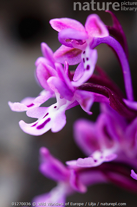 Stock photo of Anatolian orchid (Orchis anatolica) flowers, Katharo ...