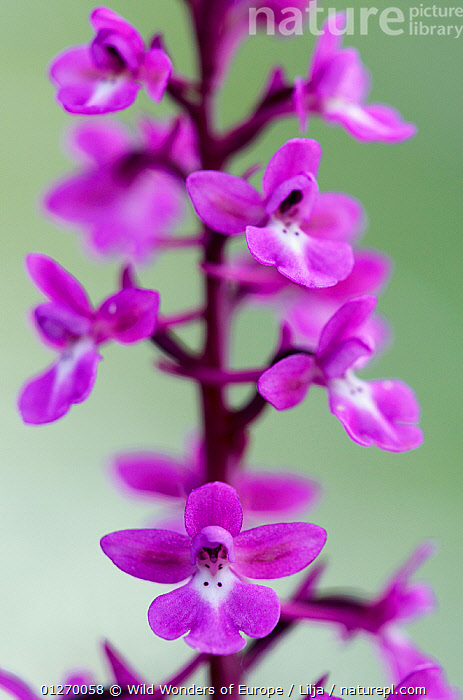 Stock photo of Four-spotted orchid (Orchis quadripunctata) flower ...