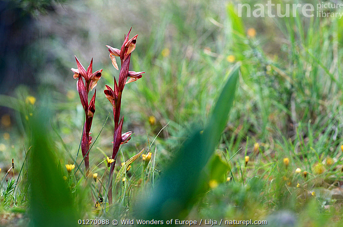 Stock photo of Two Bergon's serapia (Serapias bergonii) flowers, Prina ...