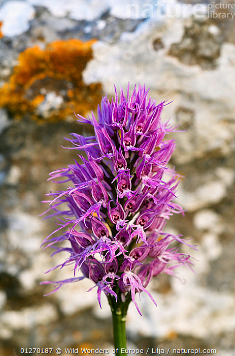 Stock photo of Naked man orchid (Orchis italica) flower, Spili, Crete ...