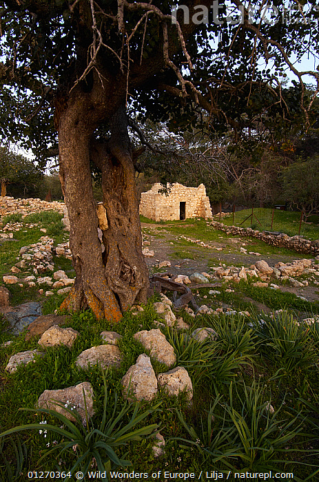 Stock photo of Old tree at Pyros tis Regainas (Queens castle) Akamas ...