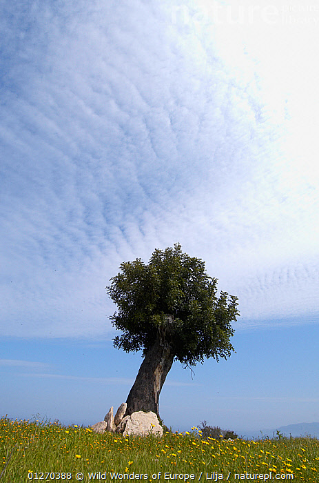 Stock photo of An old Olive tree (Olea europaea) Lachi, Cyprus, May ...