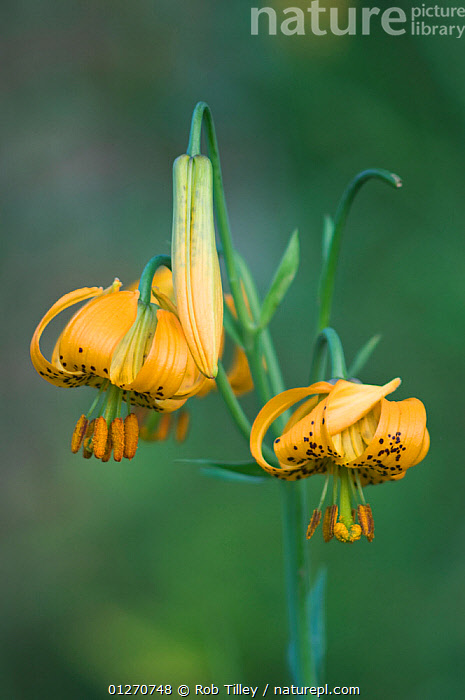 Stock photo of Columbia Lily (Lilium columbianum) Olympic NP ...