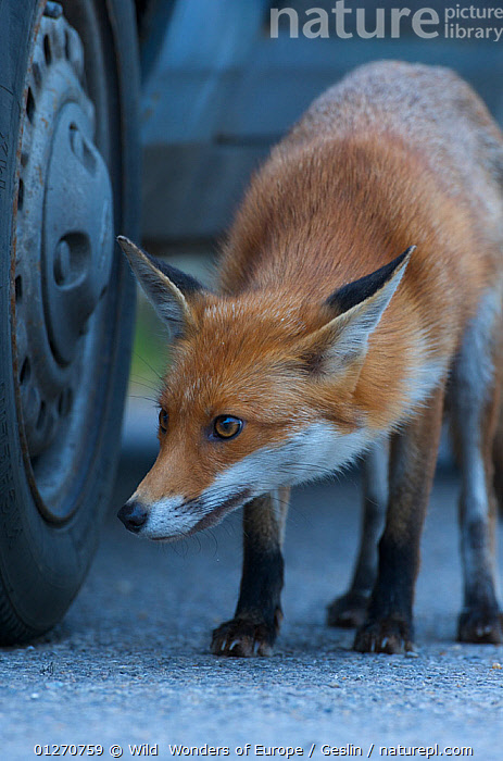 Stock photo of Urban Red fox (Vulpes vulpes) sniffing car tyre, London ...