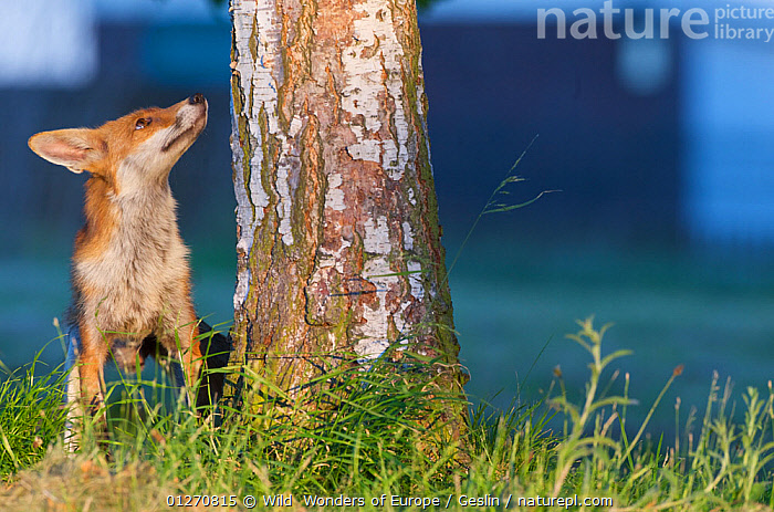 Stock photo of Urban Red fox (Vulpes vulpes) looking up tree, London ...