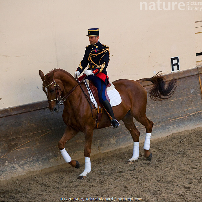 Stock photo of Mounted officer of the Garde R?blicaine (Republican ...