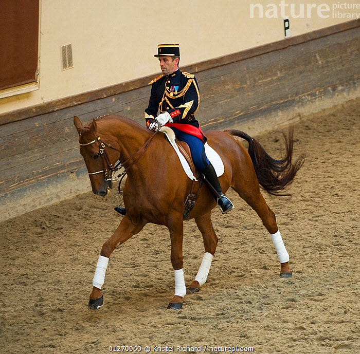 Stock photo of Mounted officer of the Garde R?blicaine (Republican ...